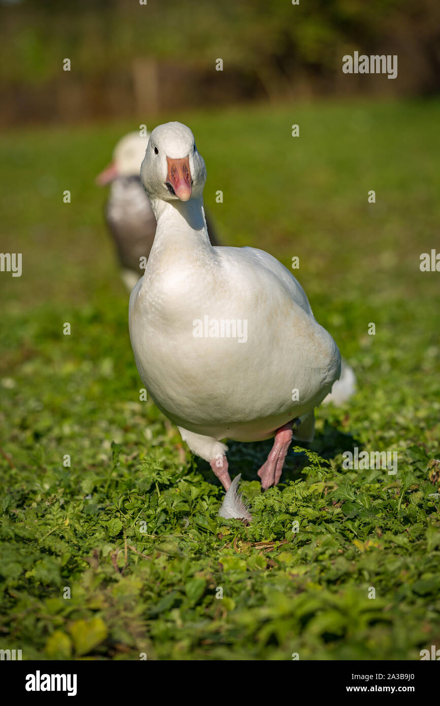 Snow Goose at Slimbridge Stock Photo - Alamy