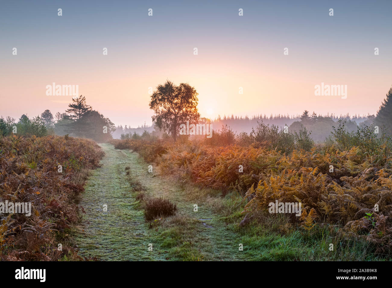 Grassy Track High Resolution Stock Photography and Images - Alamy