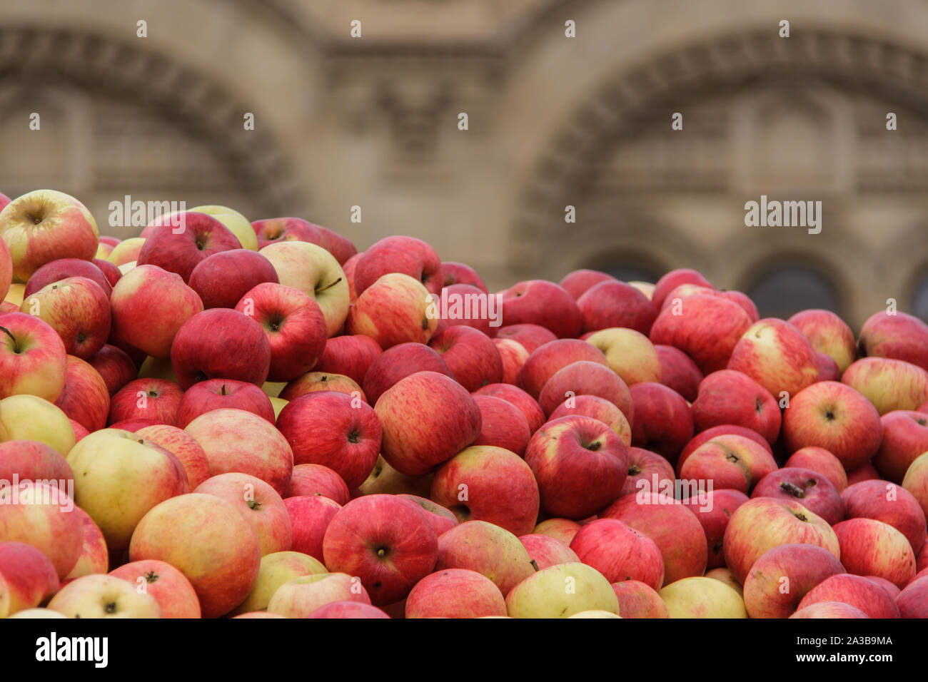 A lot of autumn red beautiful apples. A bountiful harvest. Copyspace ...