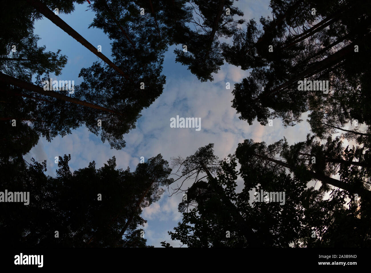 Cedar tree perspective sky hi-res stock photography and images - Alamy