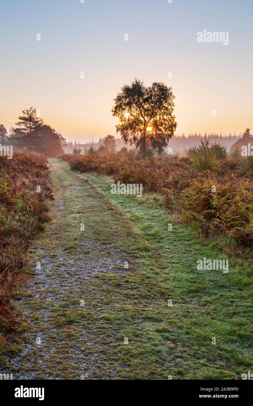 Grassy Track High Resolution Stock Photography and Images - Alamy