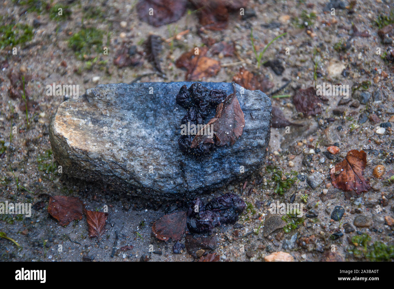Pine marten scotland droppings hi-res stock photography and images - Alamy