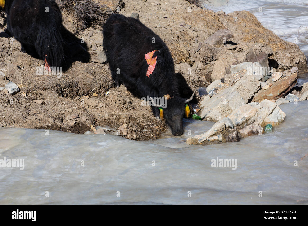 The yak, Bos grunniens, is a domesticated animal found throughout the ...