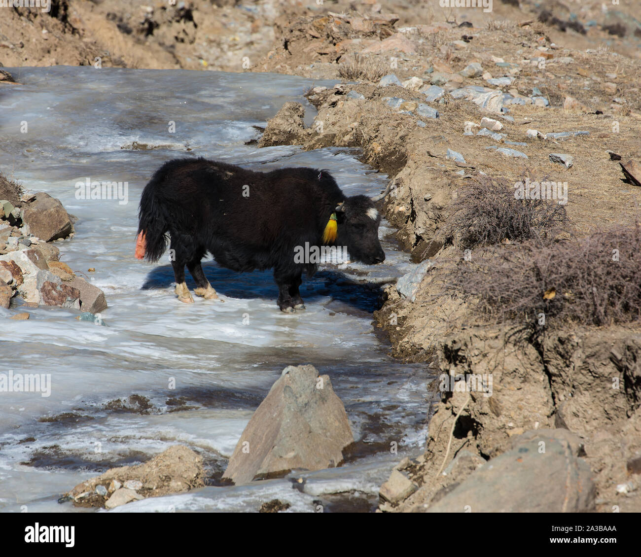 The yak, Bos grunniens, is a domesticated animal found throughout the ...