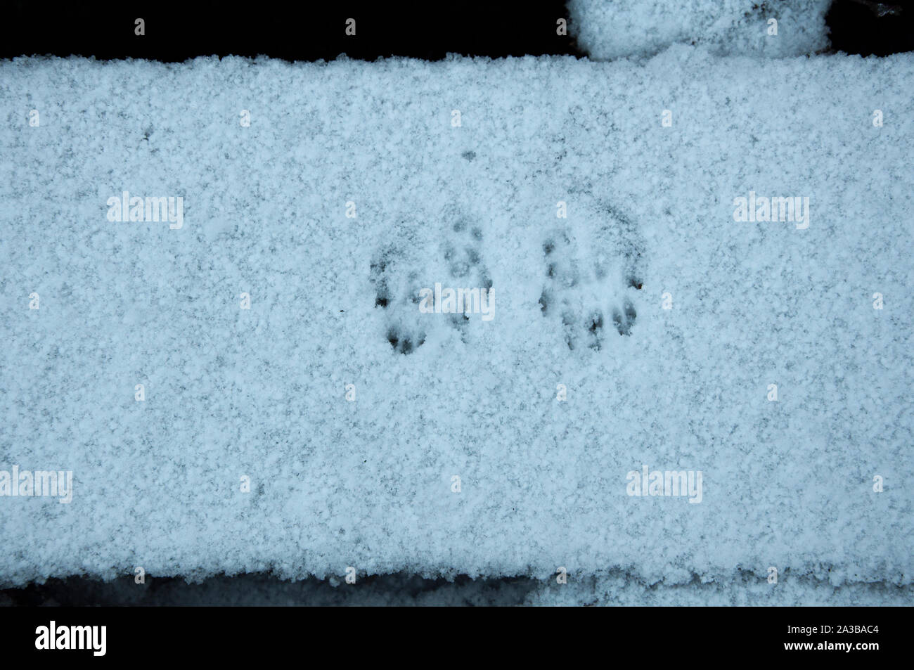 Squirrel tracks snow hi-res stock photography and images - Alamy