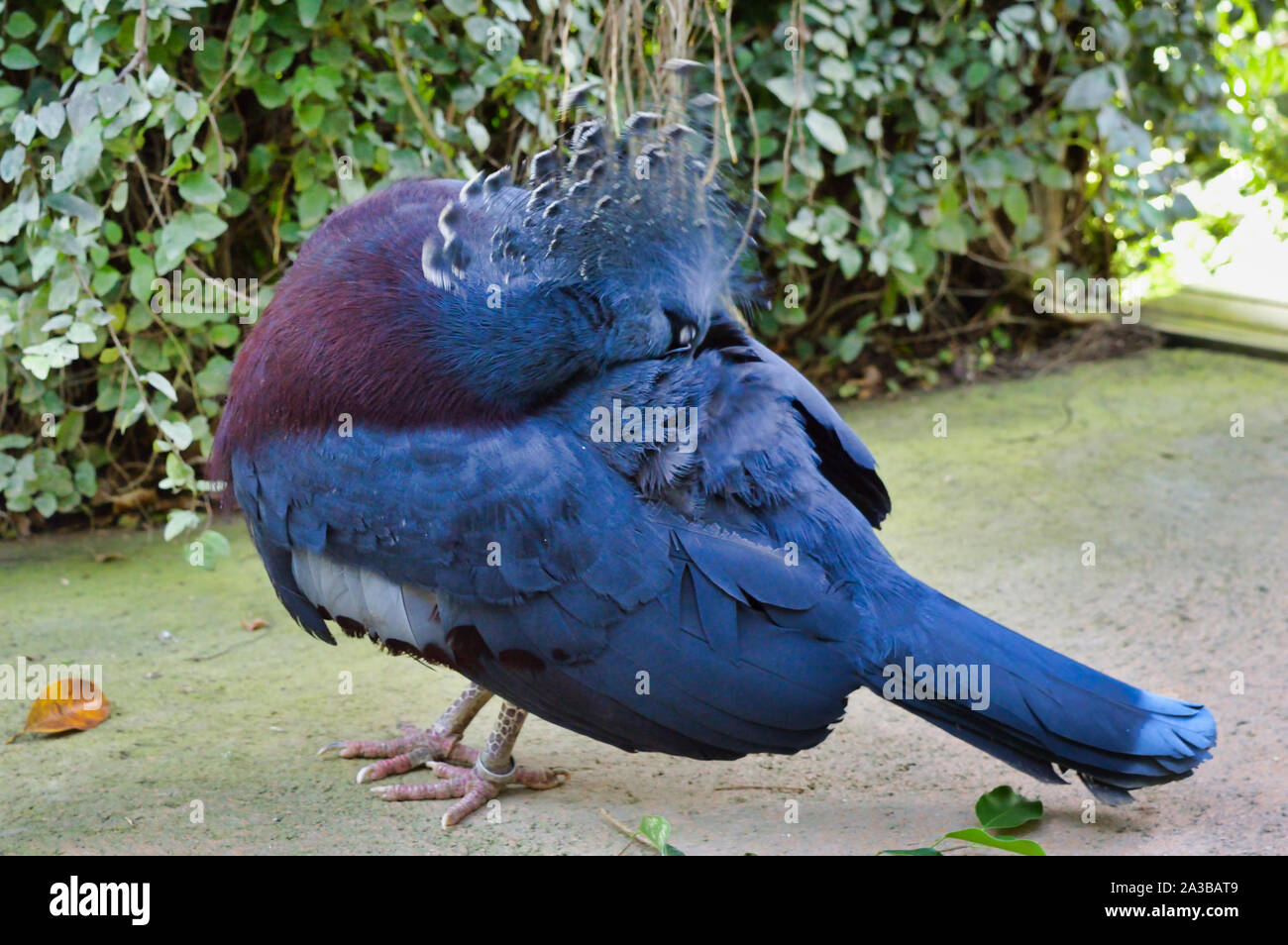Black crowned pigeon hi-res stock photography and images - Alamy