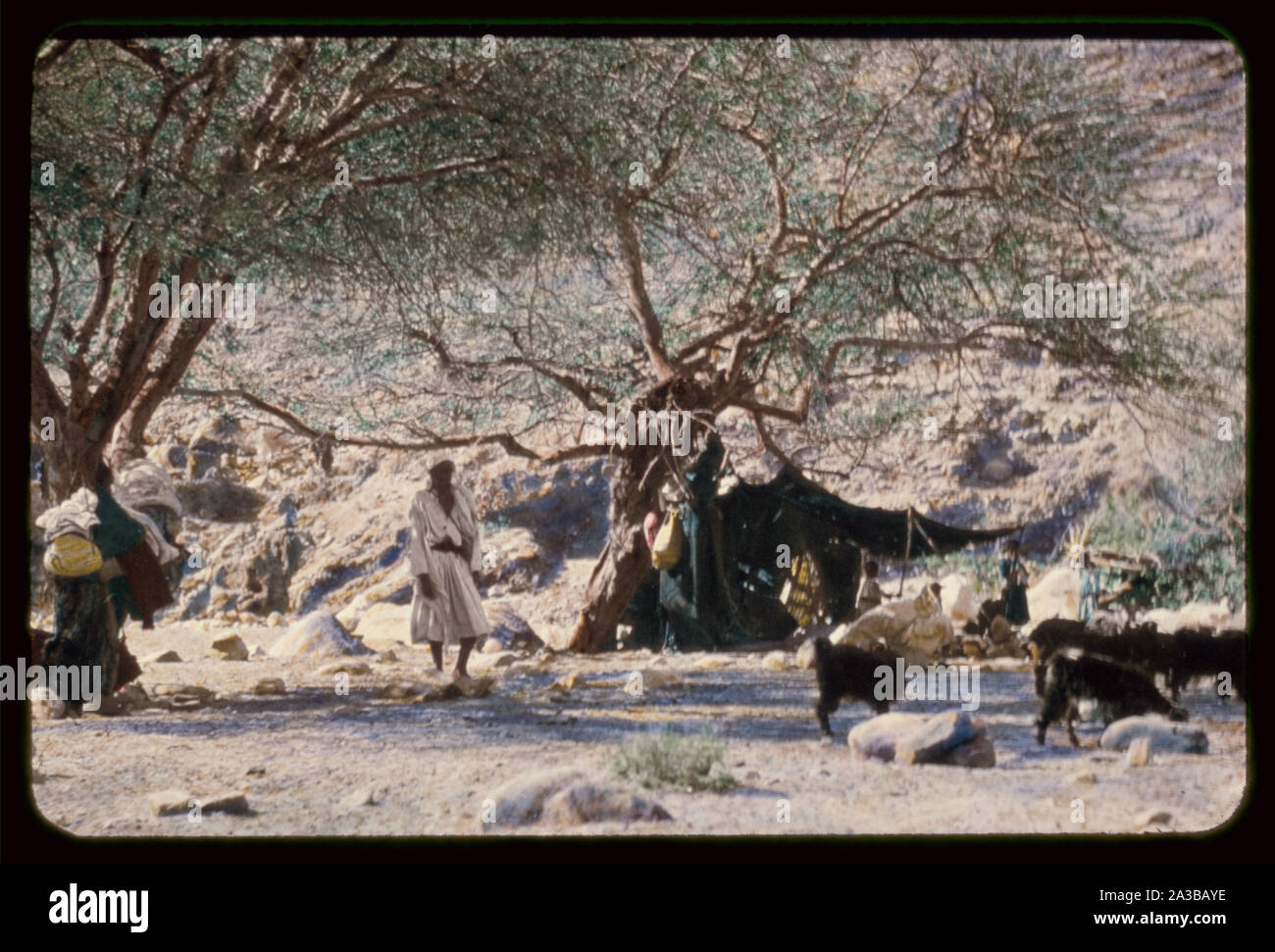 Sinai. Wady Feiran, Bedouin tents Stock Photo - Alamy