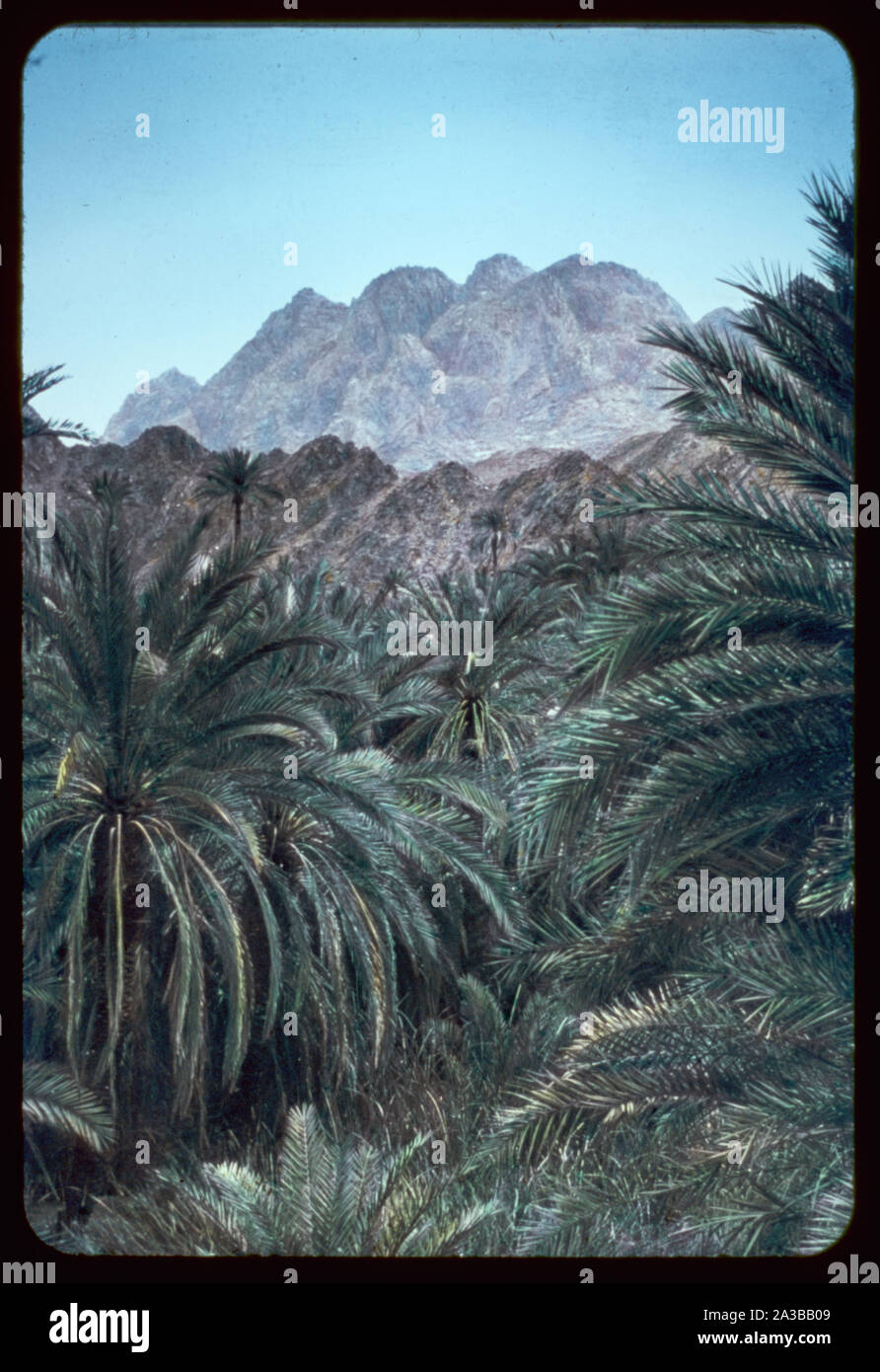 Sinai. Wady Feiran, luxurious palm grove Stock Photo - Alamy