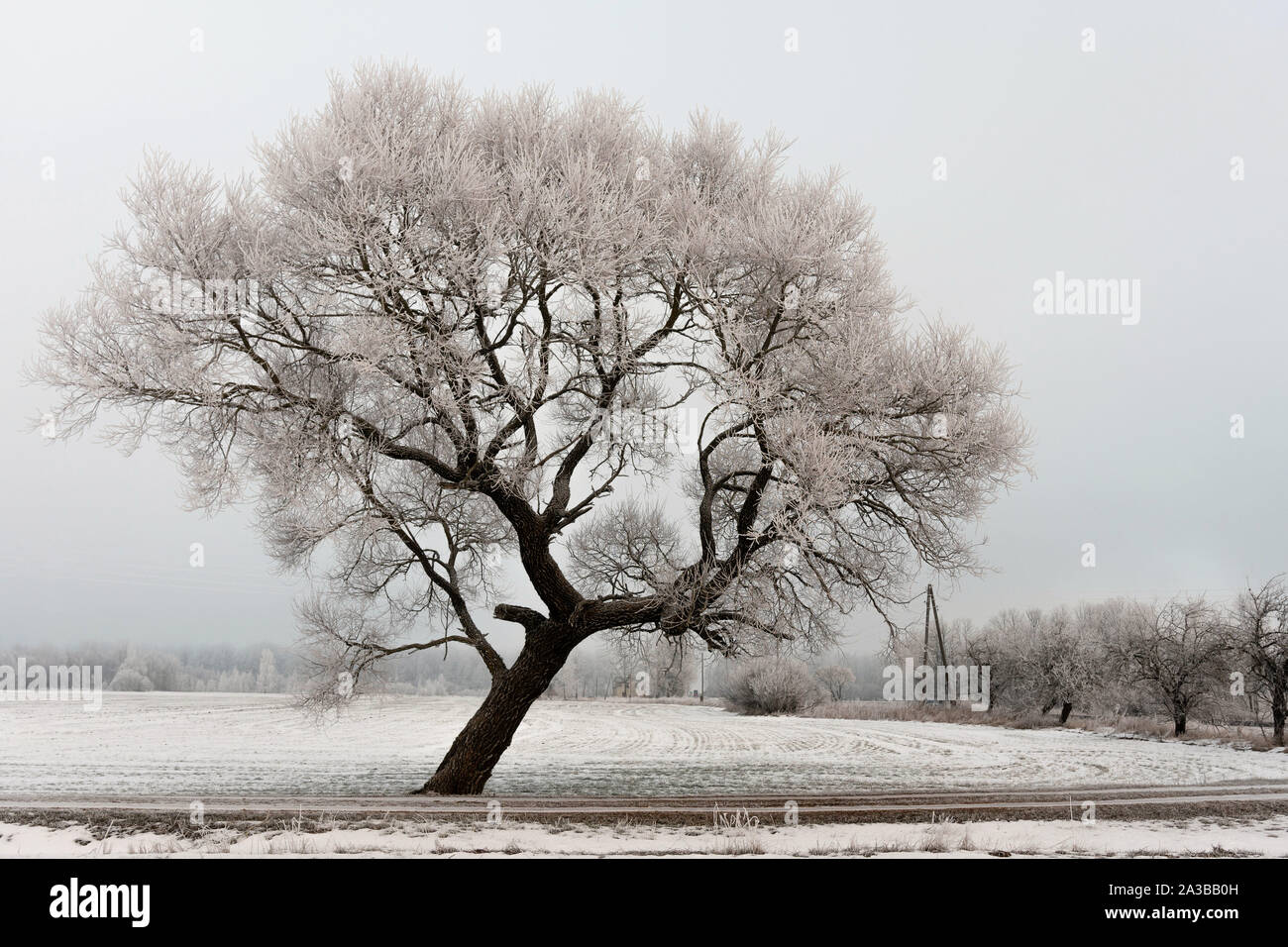 Cold winter morning landscape with a road and lonely tree Stock Photo ...
