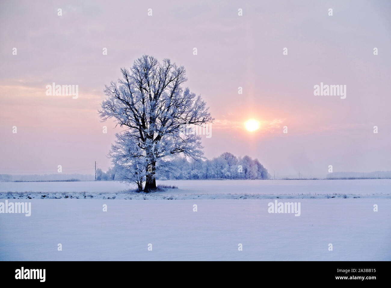 Lonely tree in snowy field hi-res stock photography and images - Alamy