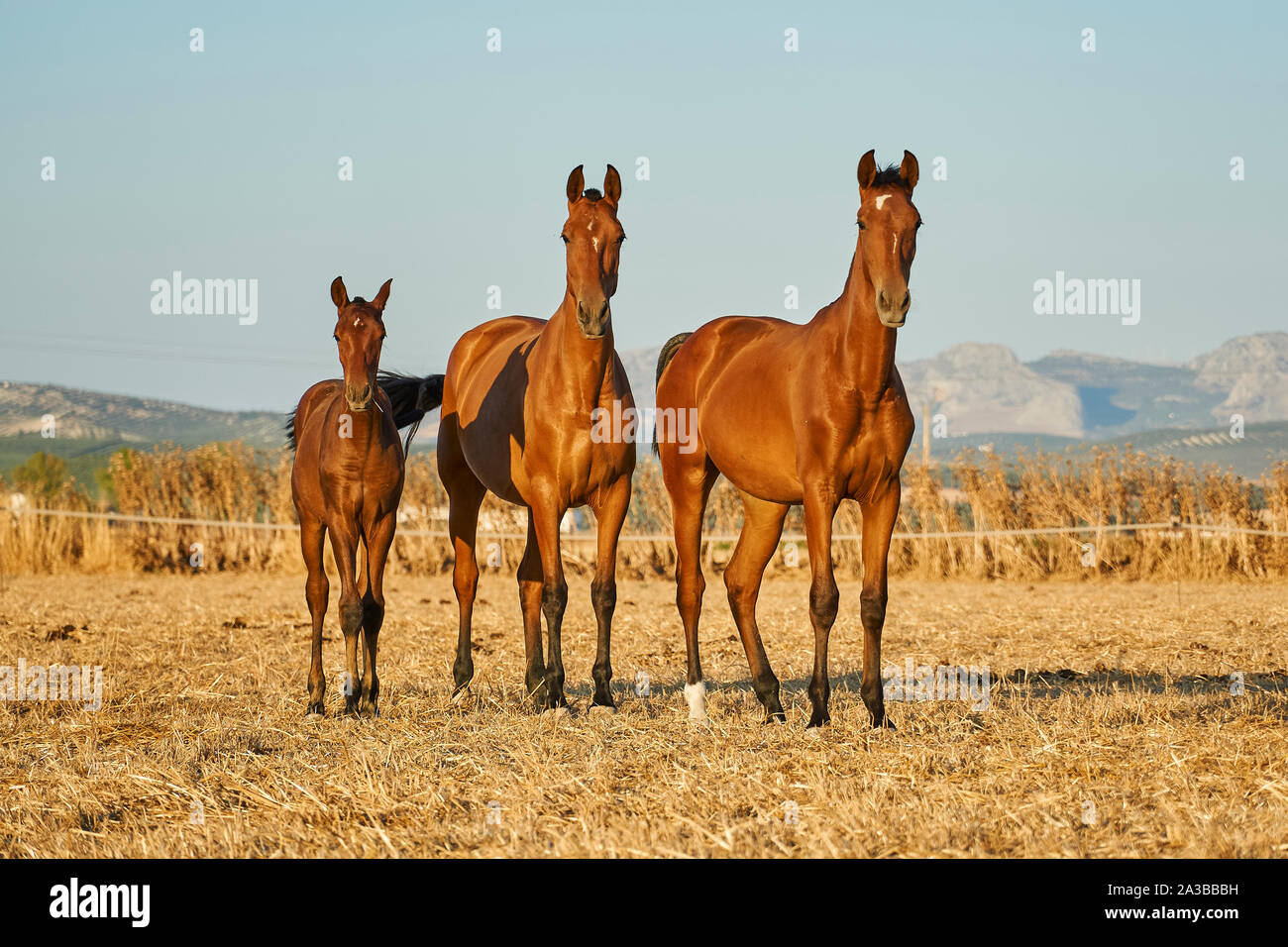 Spanish horses in the farm. Andalusia. Spain Stock Photo - Alamy