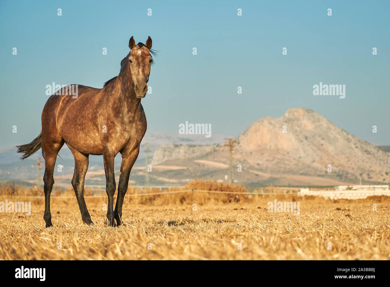 Spanish horses in the farm. Andalusia. Spain Stock Photo - Alamy