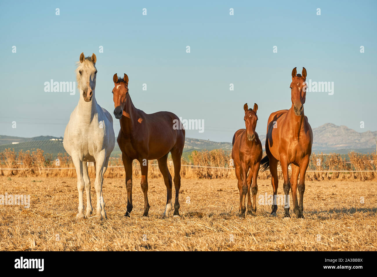 Spanish horses in the farm. Andalusia. Spain Stock Photo - Alamy
