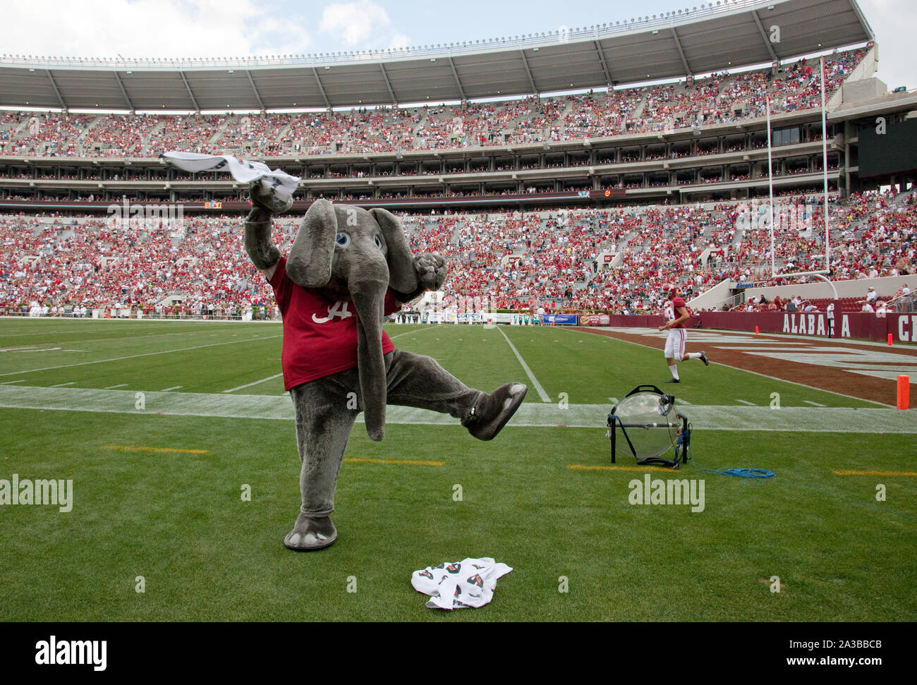 Since the 1930s, Big Al, the Alabama Crimson Tide football team mascot ...