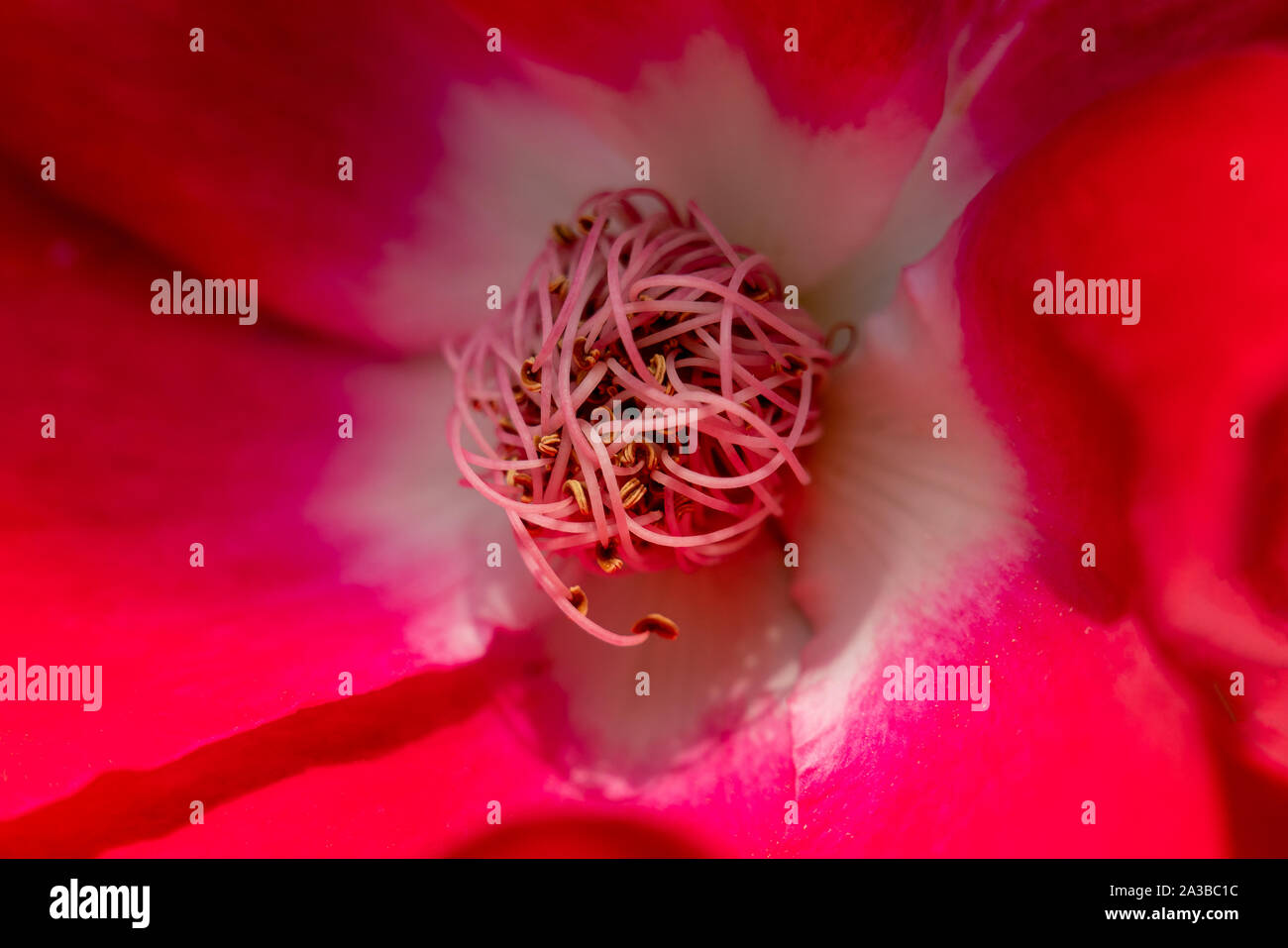 Detailed macro close up of the pistils and stems of a red german ...