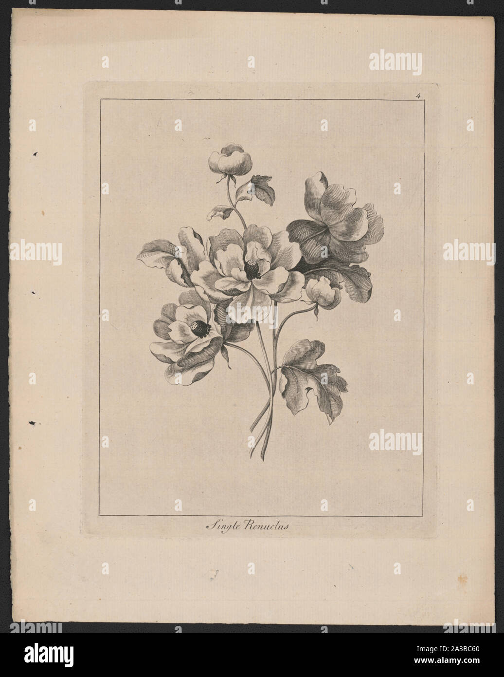 Single renuclus [i.e., ranunculus] Stock Photo - Alamy