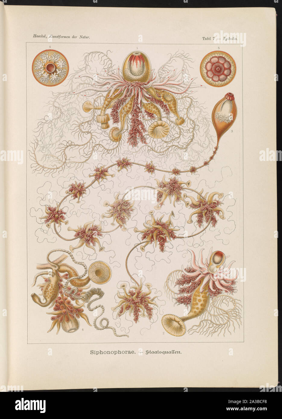 Siphonophorae. - Staatsquallen Stock Photo - Alamy
