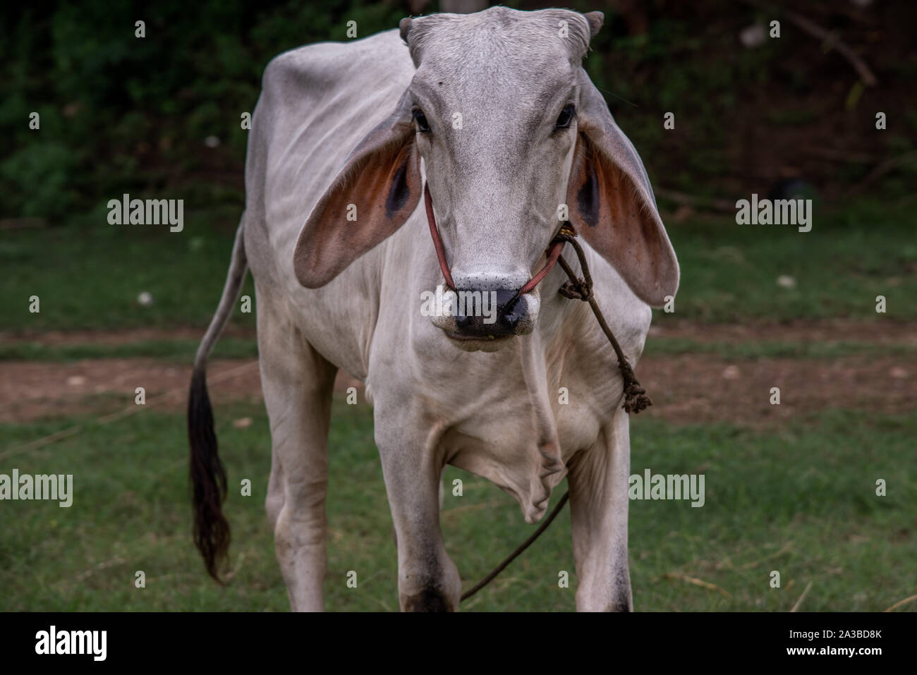A close up image of Calf face on a nite day in summer, selective focus ...