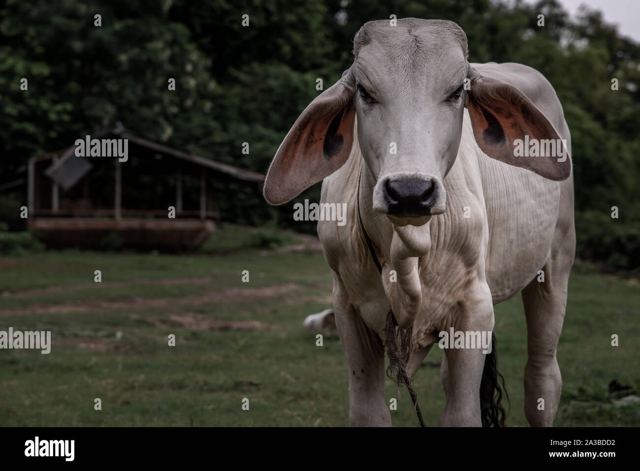 A close up image of Calf face on a nite day in summer, selective focus ...