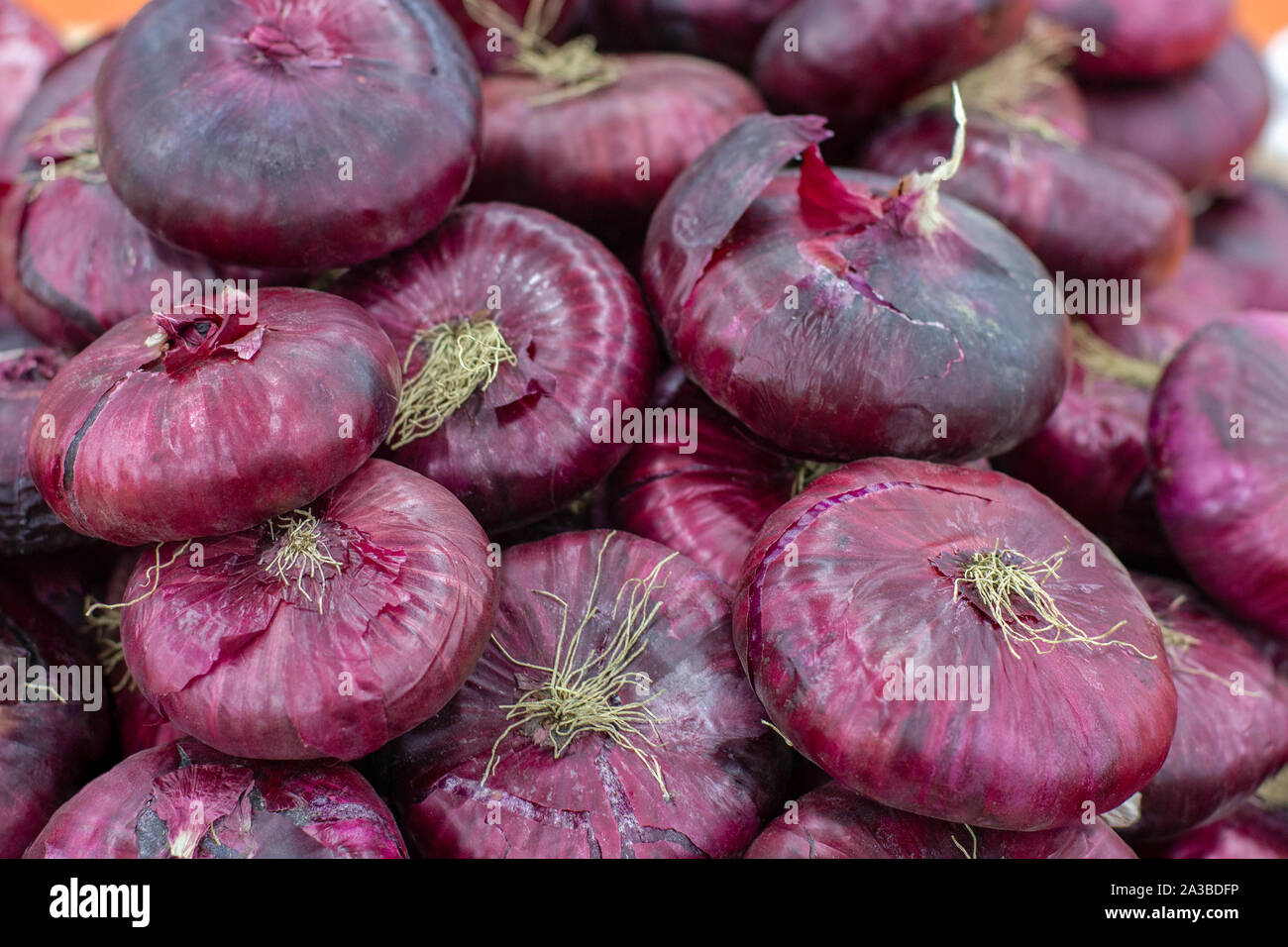Red onion turnip, close-up background. Onion rhizomes flat purple fresh ...