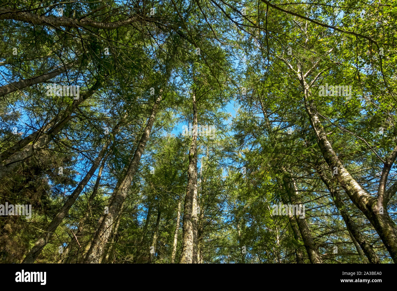Looking up to the canopy of pine trees tree wood woodland forest in ...