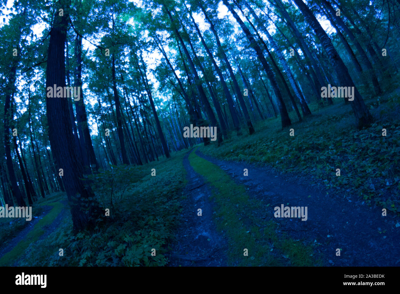 Twilight in the forest, mystic nightscape. Scary forest Stock Photo - Alamy