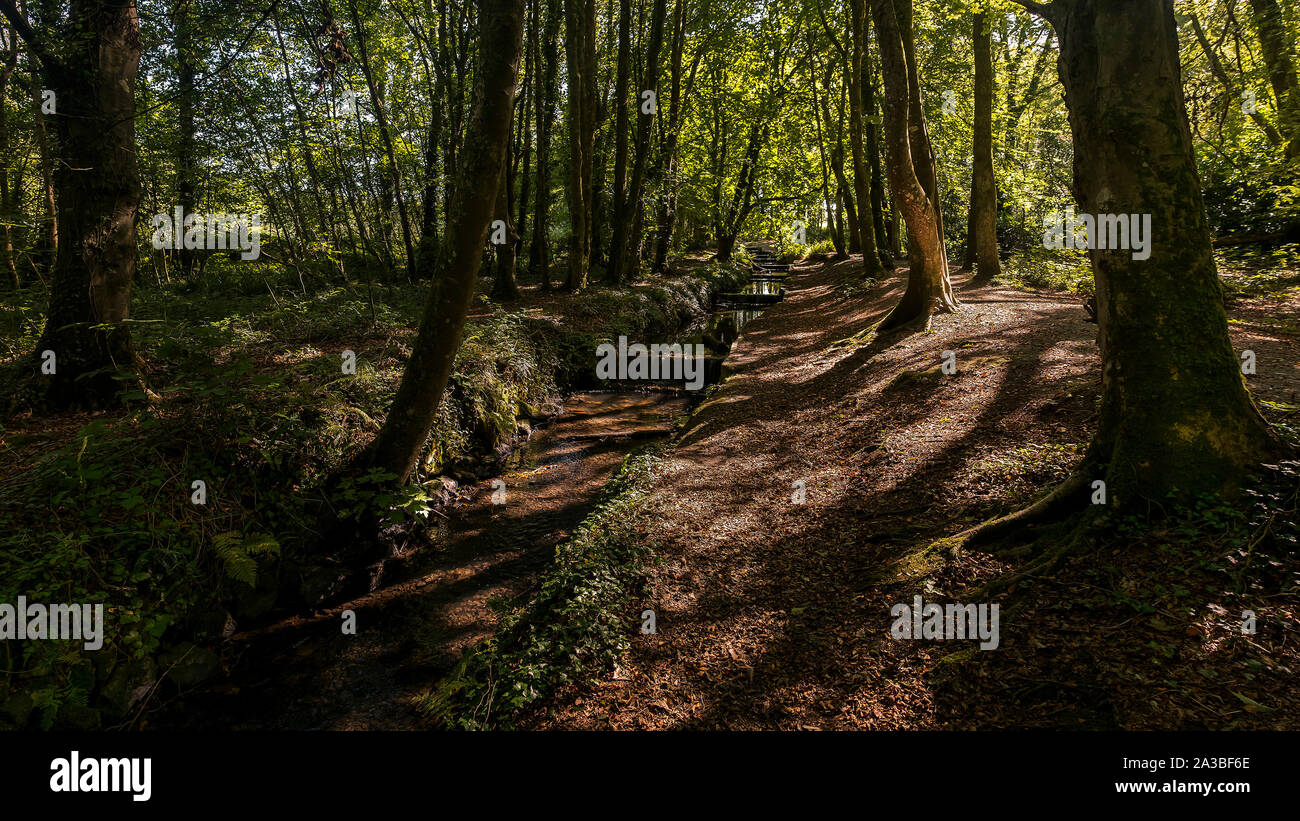 A panoramic view of a walking trail in Tehidy Country park in West ...