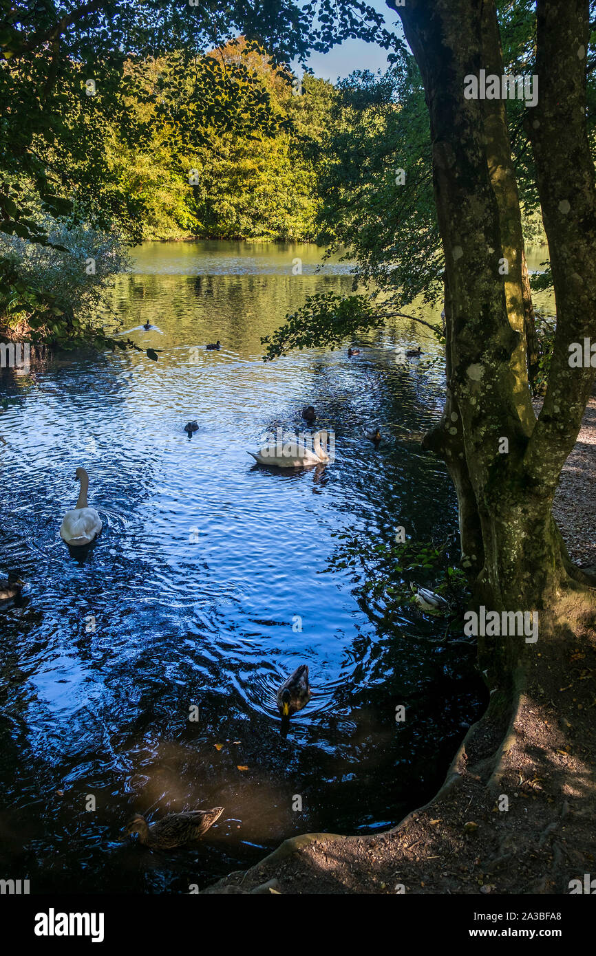 The lake in Tehidy Country Park, the largest area of woodland in West ...