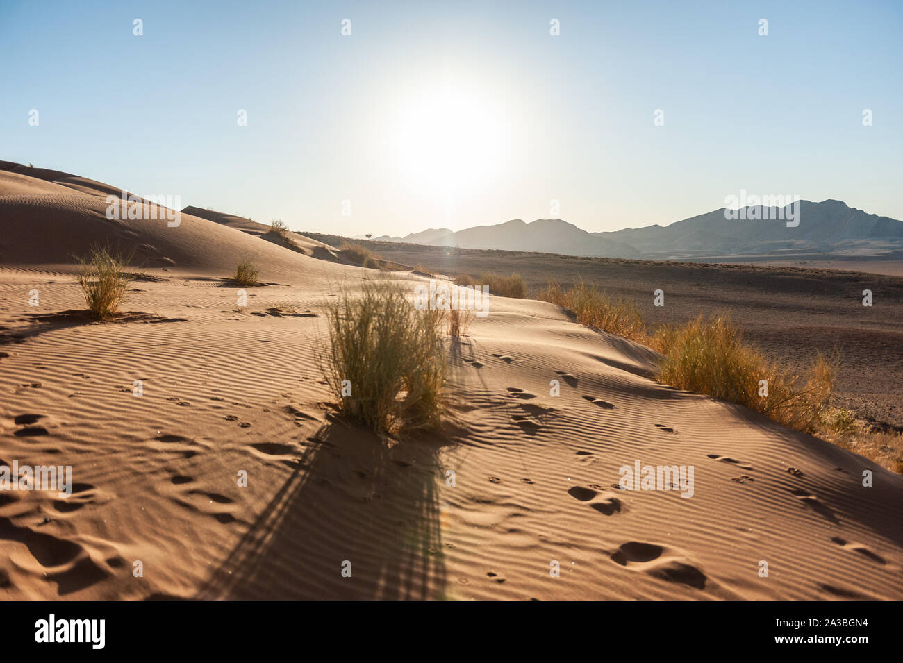 The rising sun is casting long shadows across the Dune Landscape of the ...