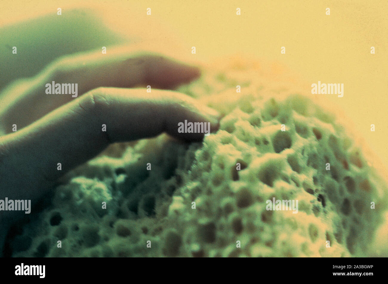 Sponger hi-res stock photography and images - Alamy