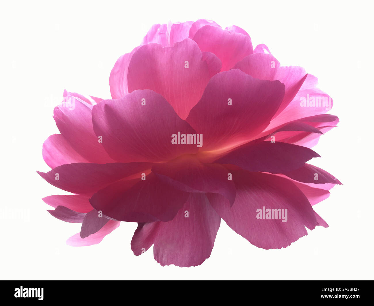 Peony flower head in Cut Out Stock Images & Pictures - Alamy