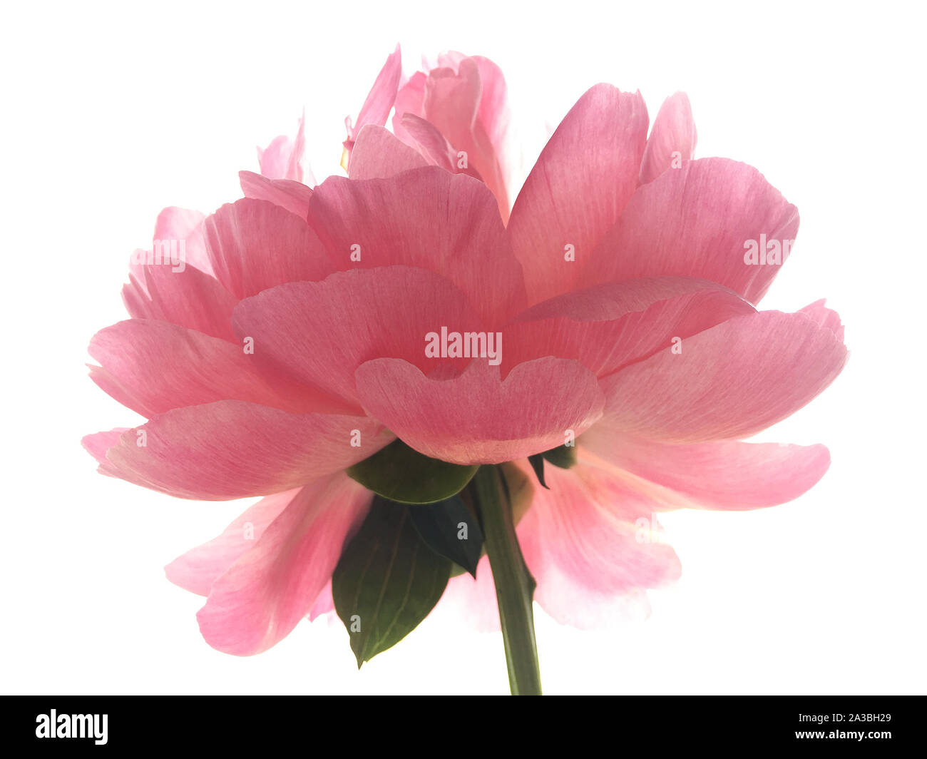 Pink single flower hi-res stock photography and images - Alamy