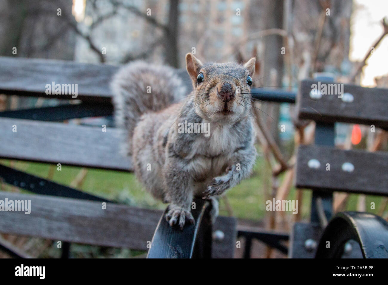 A Union Square native, a park squirrel in New York sitting on a bench ...