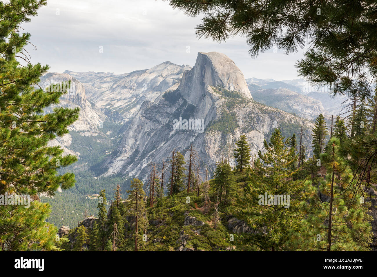 Pines tree hi-res stock photography and images - Alamy