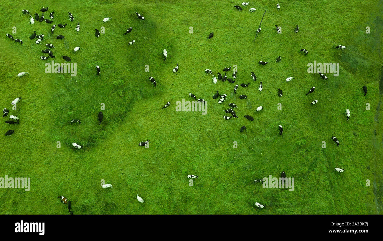 Overhead of herd of cattle hi-res stock photography and images - Alamy
