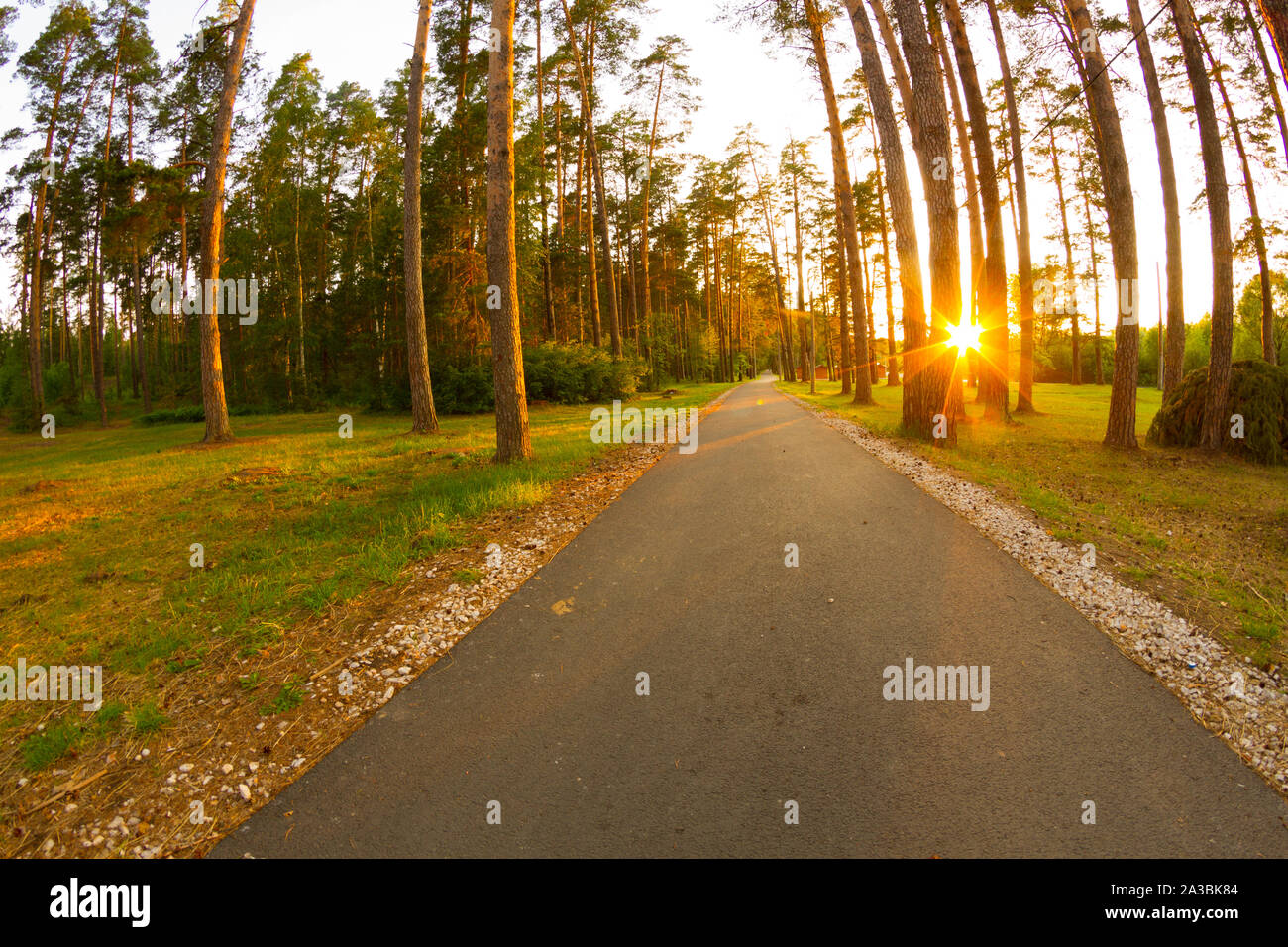 Road in pine tree forest. Sunlight behind trees Stock Photo - Alamy