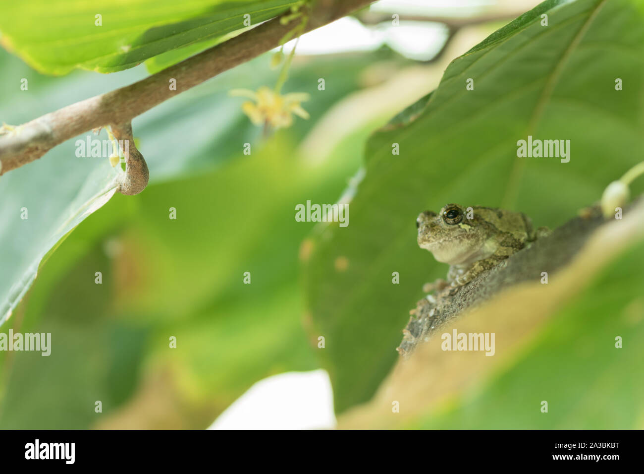 Beneath leaf hi-res stock photography and images - Alamy