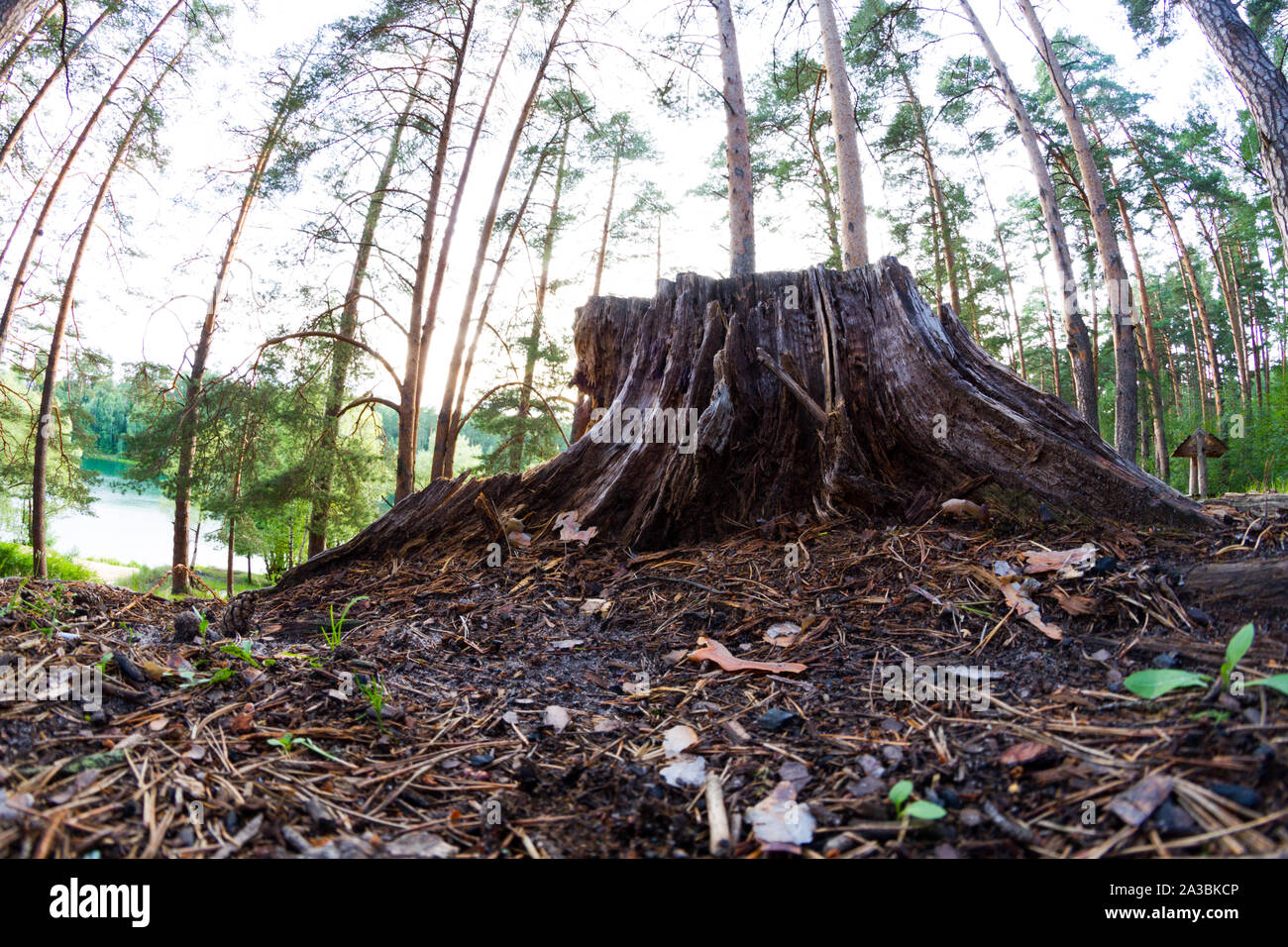 Cut tree in forest. Deforestation concept image Stock Photo - Alamy