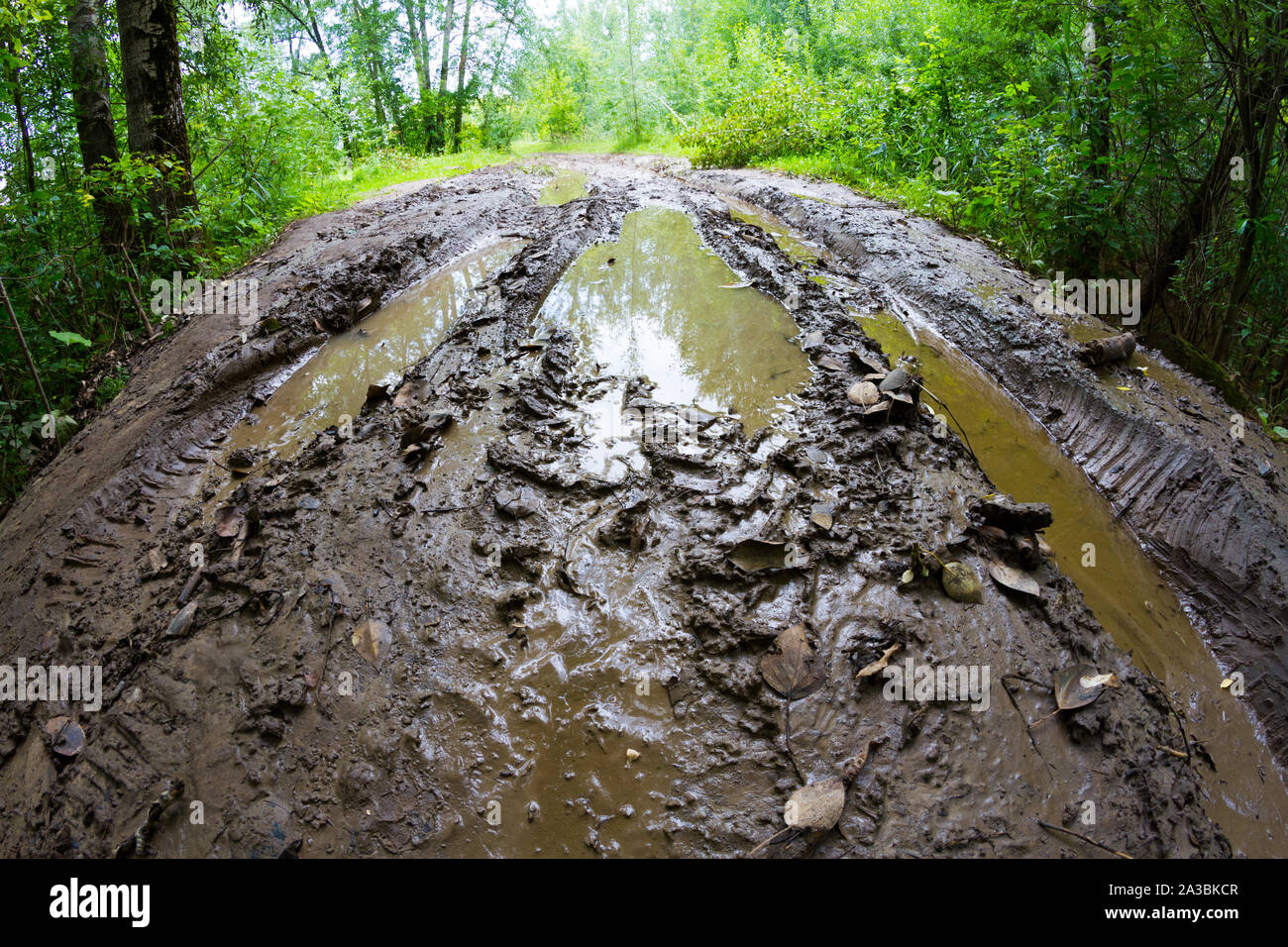 Dirty road in forest after the rain Stock Photo - Alamy