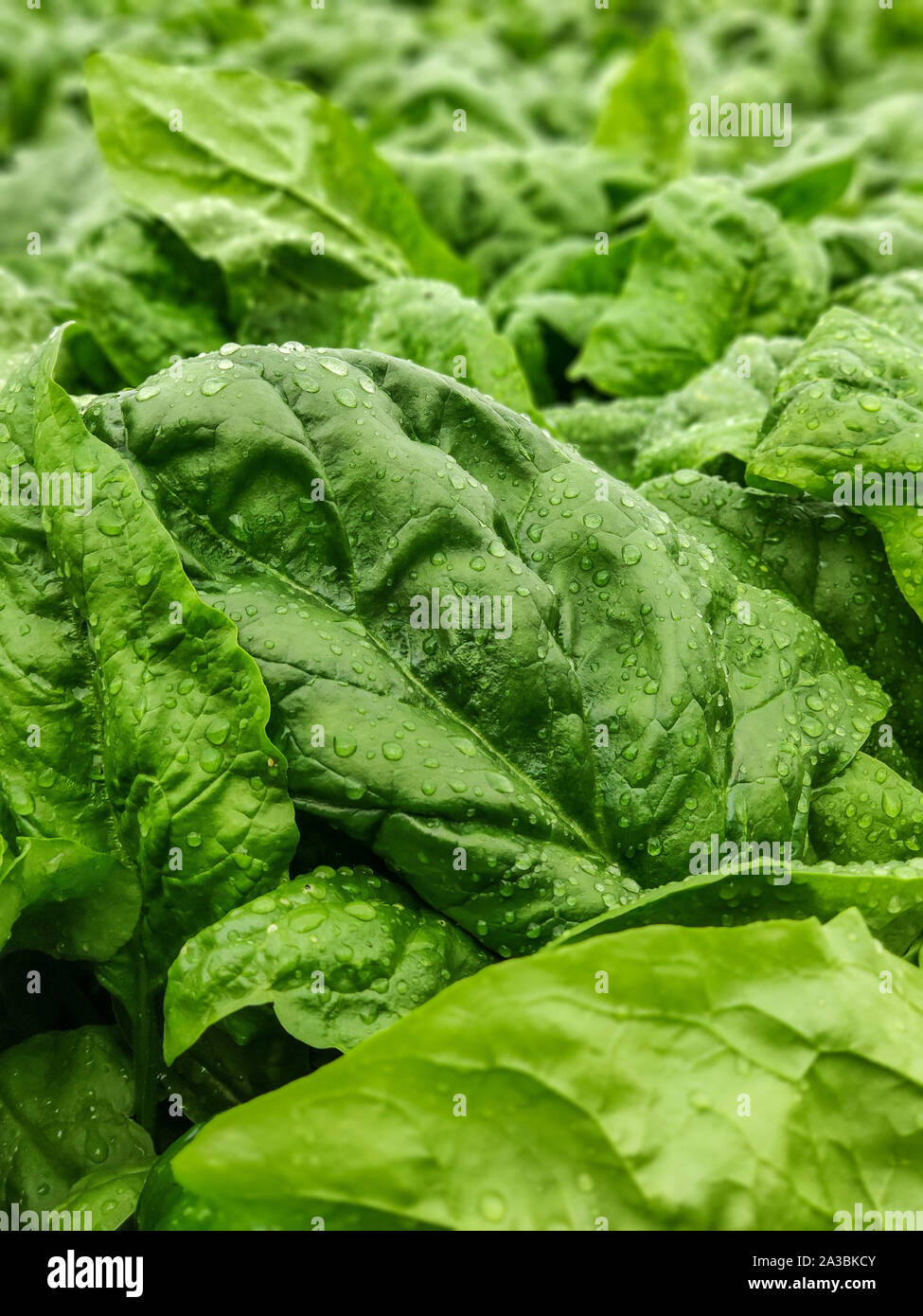 Spinach processing type fresh in the field. Very productive processing ...