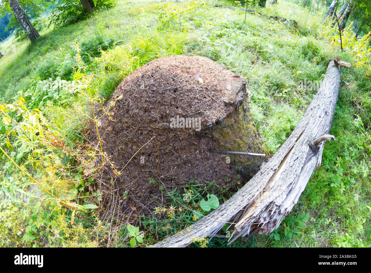 Big anthill in the woods. Fish eye lens Stock Photo - Alamy