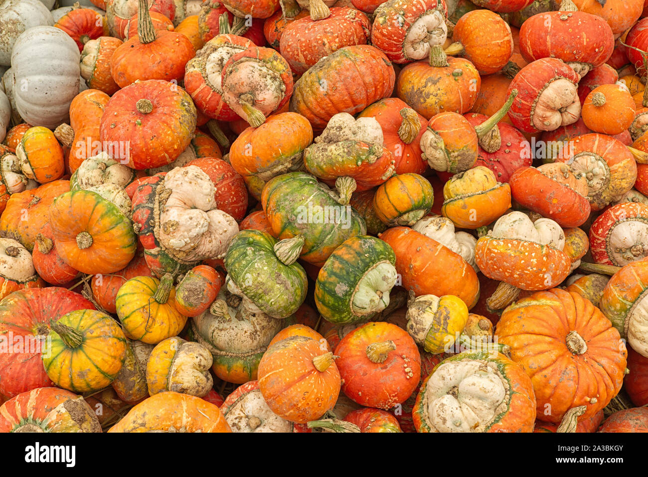Assortment of Pumpkins in a pumpkin patch Stock Photo - Alamy