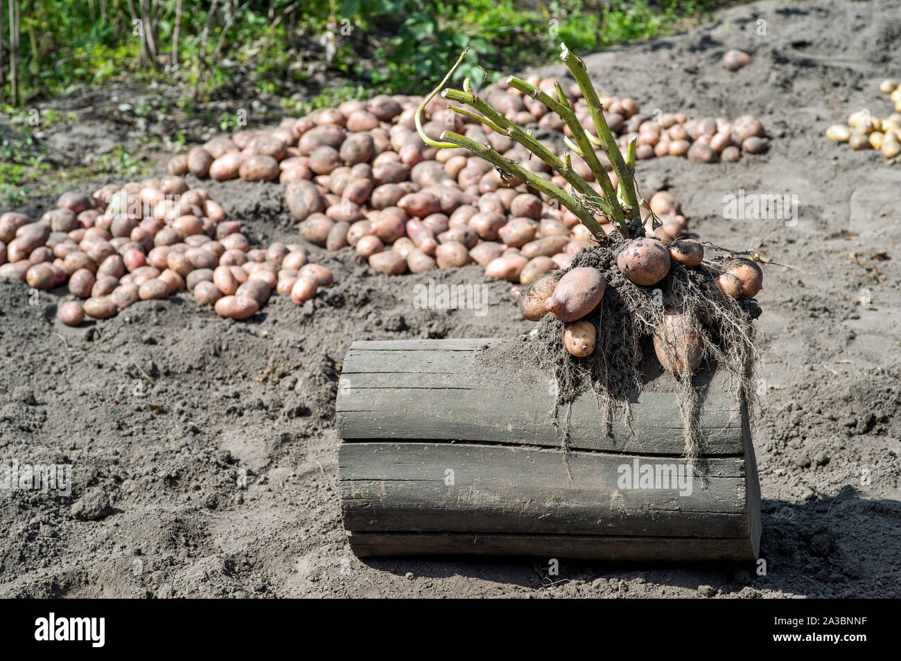 Pink potato Bush irregular shape on the background of the harvest. Copy ...