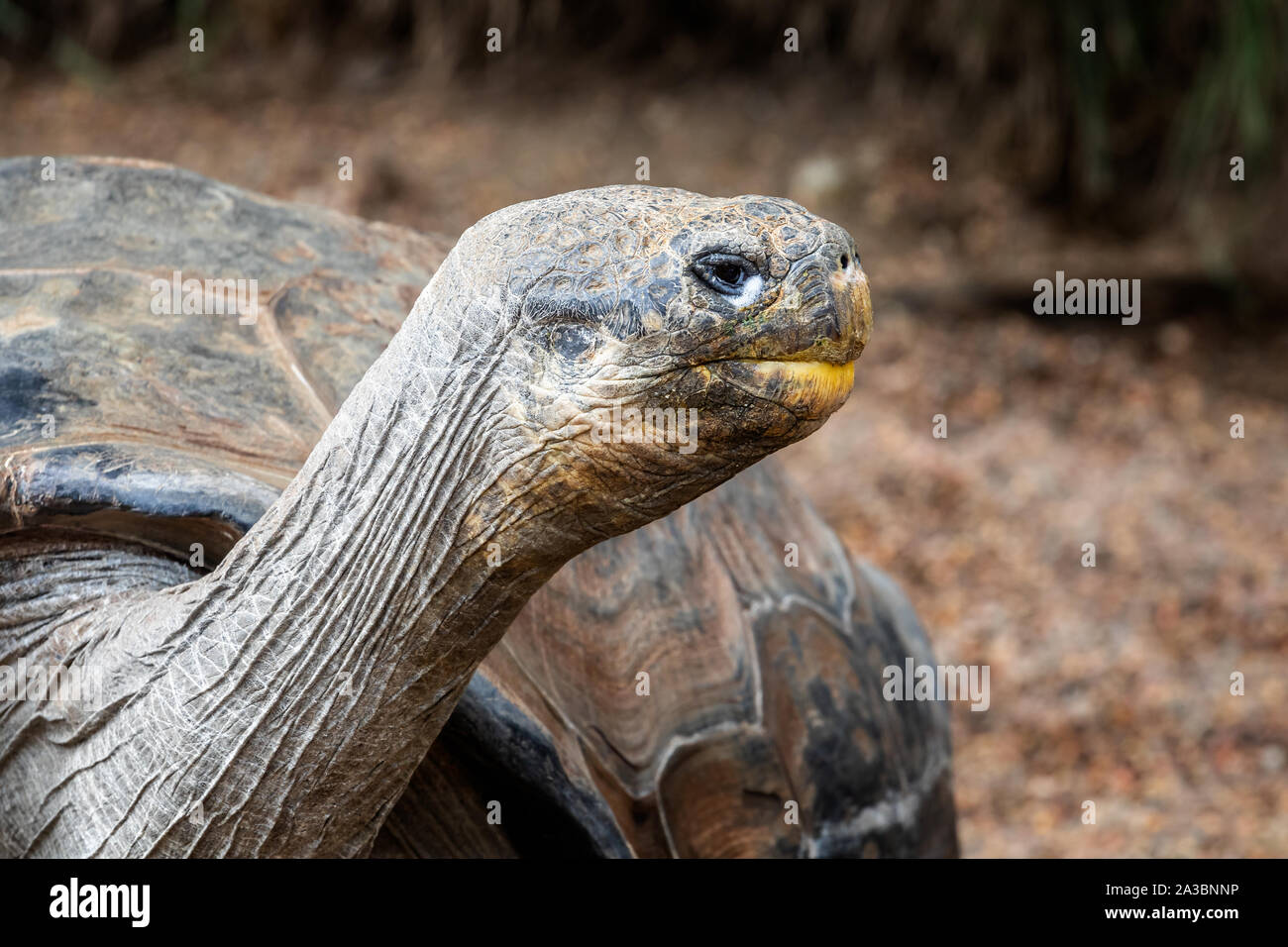 Close up of giant Galapagos tortoise head Stock Photo - Alamy