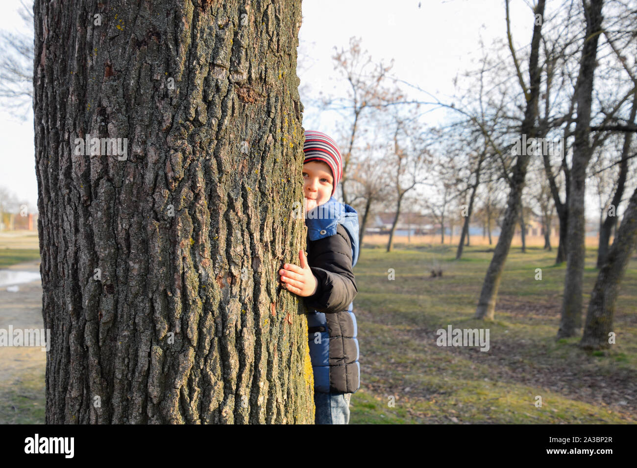 A little boy is hiding behind a big tree. A child peeks out from behind ...