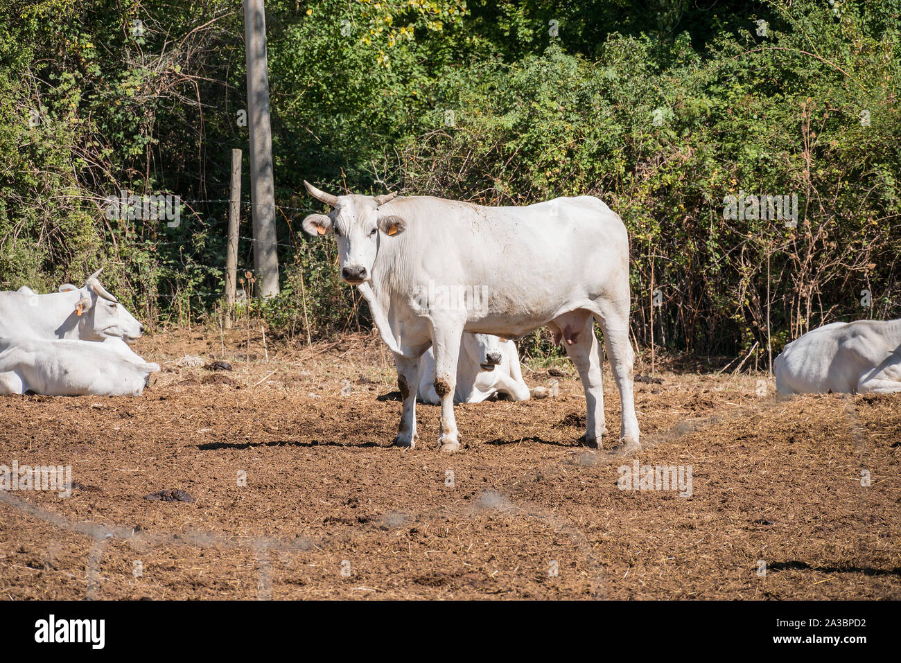 Chianina hi-res stock photography and images - Alamy