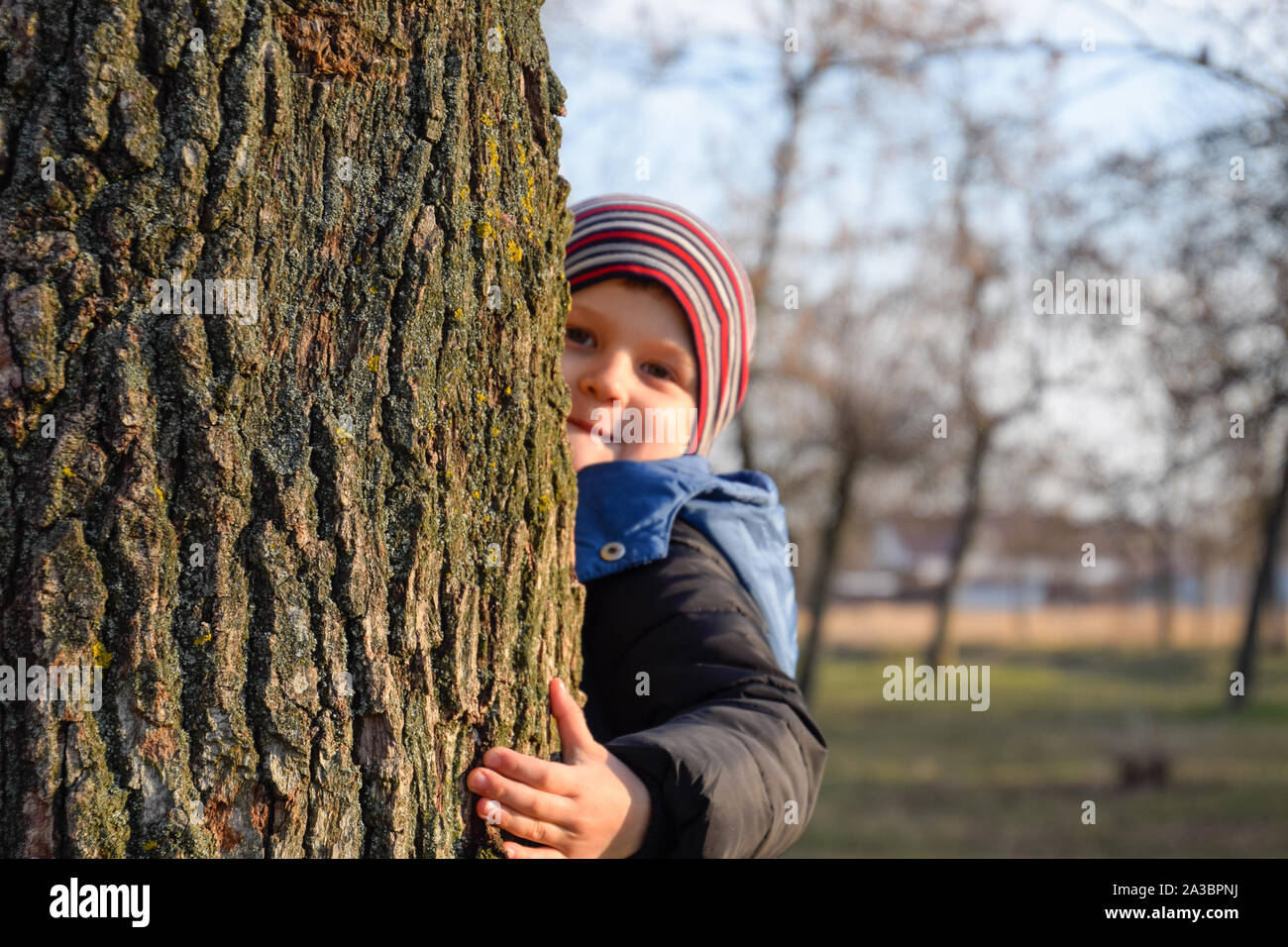 A little boy is hiding behind a big tree. A child peeks out from behind ...