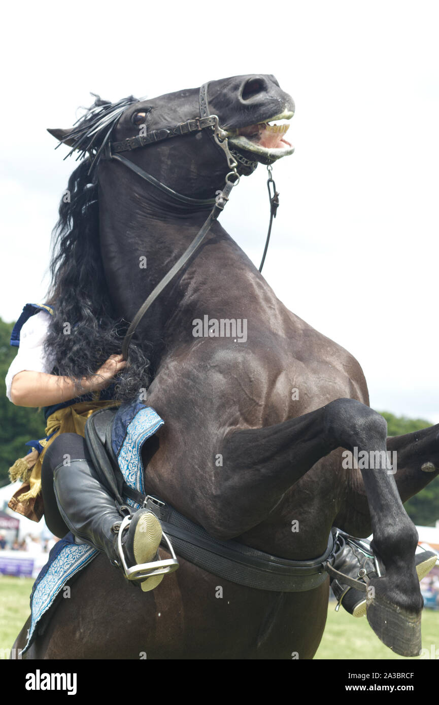 Rearing horses hi-res stock photography and images - Alamy