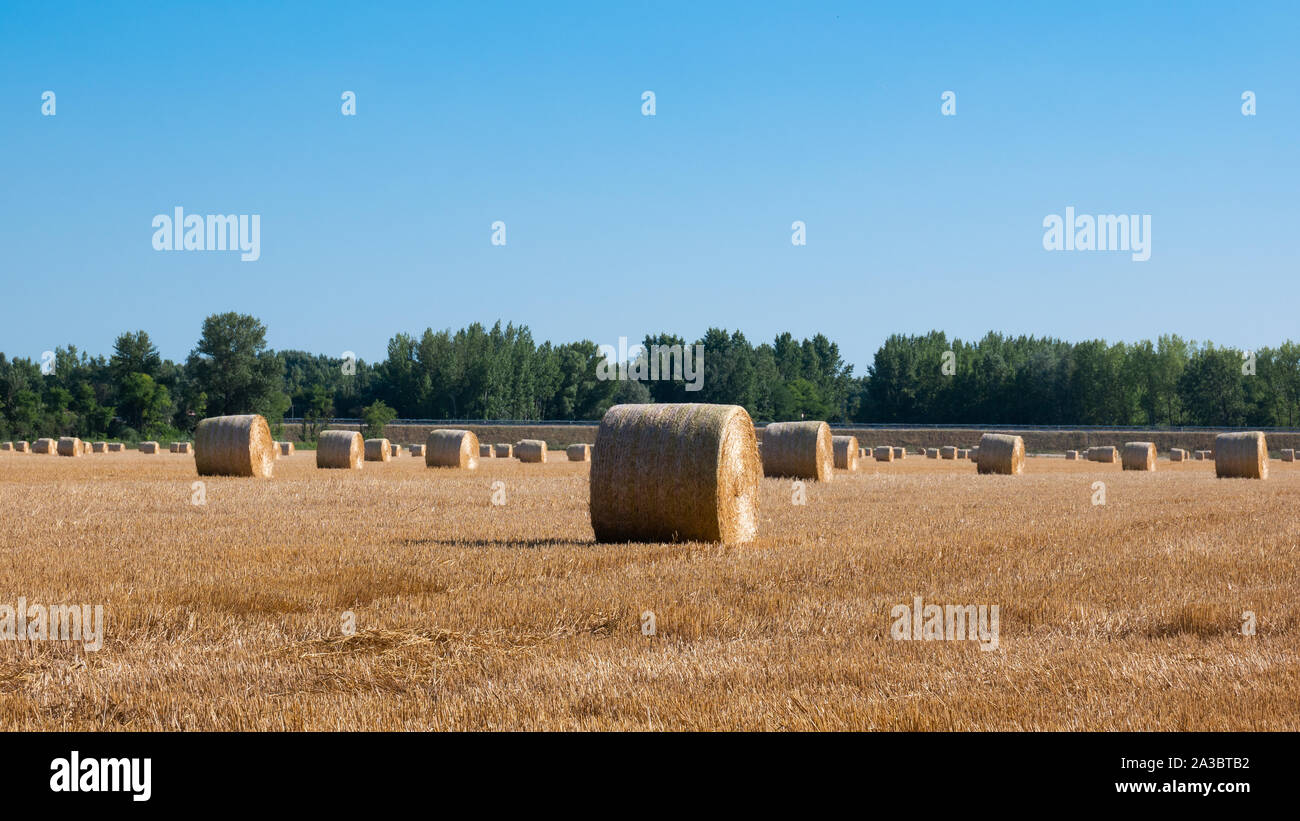Stacks of straw - bales of hay, rolled into stacks left after ...
