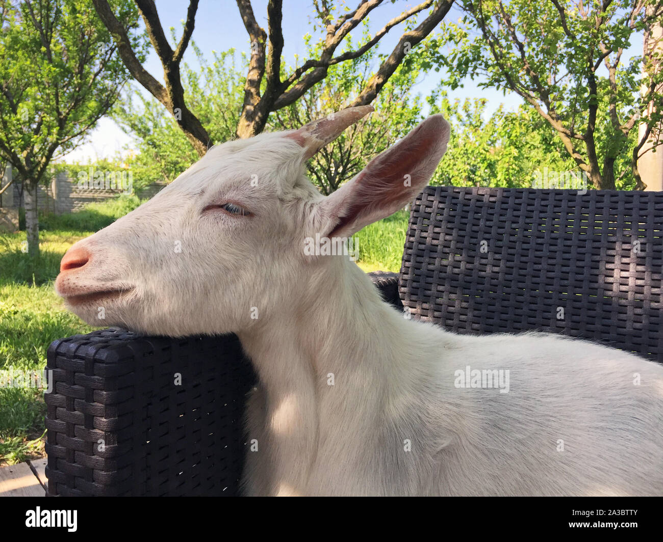 Domestic goat with kid hi-res stock photography and images - Alamy